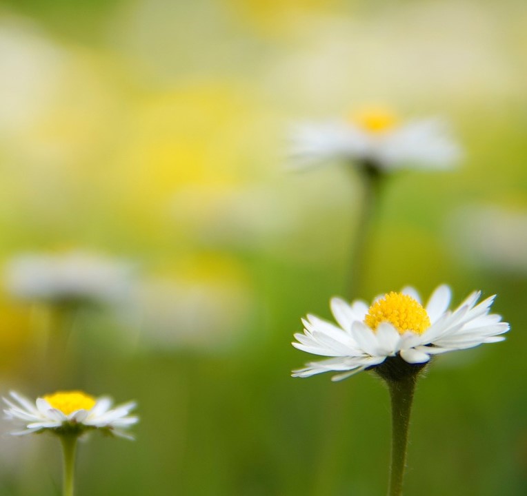 Alicia Mendoza – Allen Mortuary